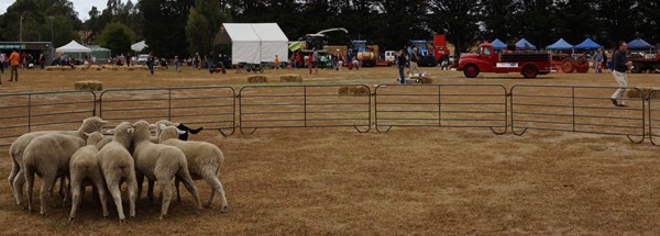 Deans Marsh Festival - Intown Geelong