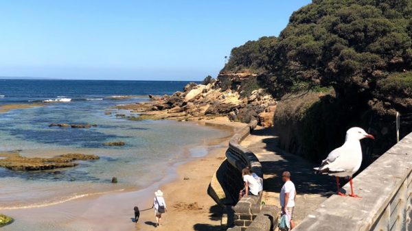 Point Lonsdale Fishing - Intown Geelong